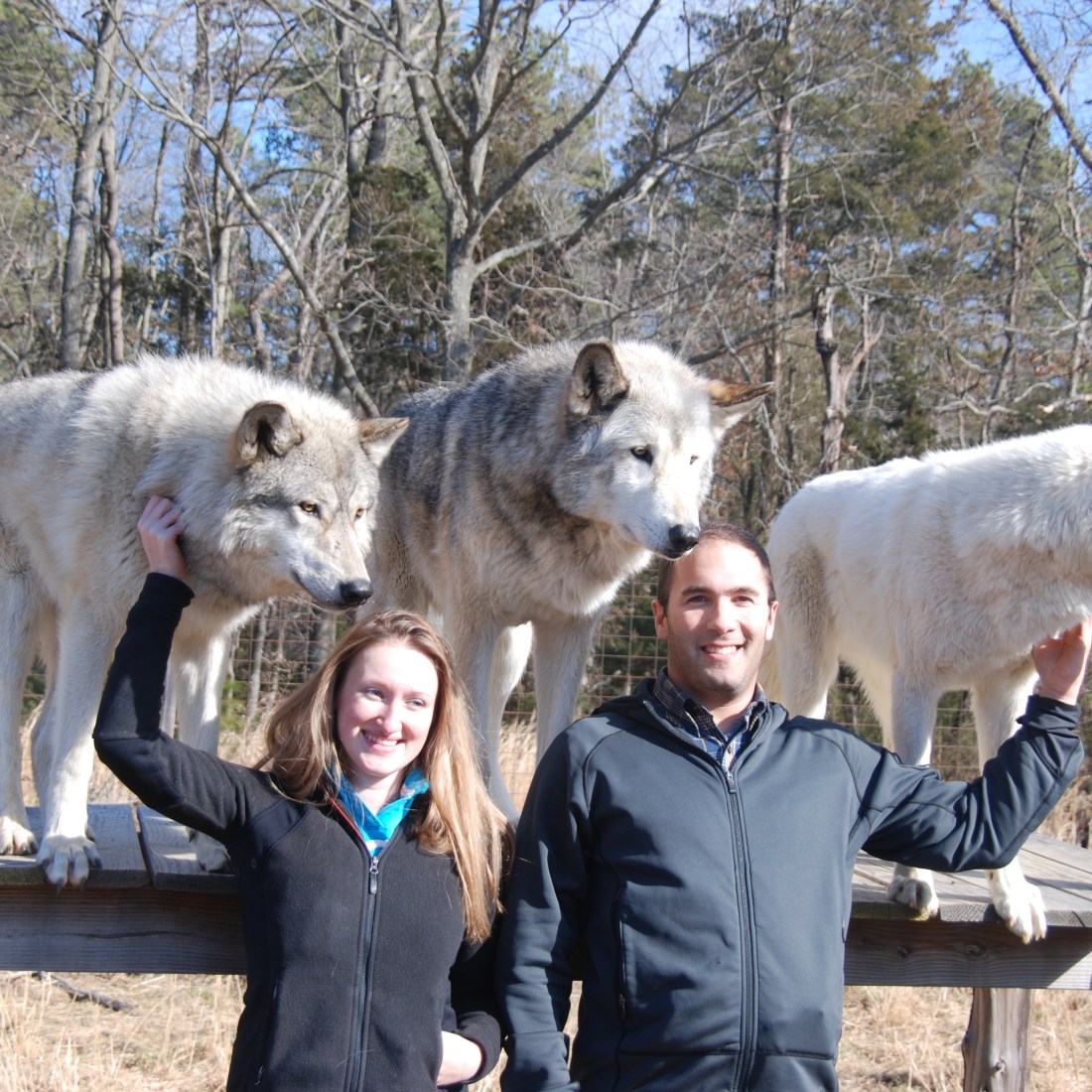 Howling Woods Farm – Wolf Hybrids – Nature Into Action