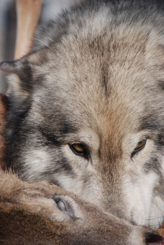 Howling Woods Farm – Wolf Hybrids – Nature Into Action