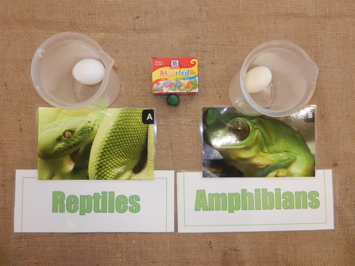 Hop Into Acton with the Reptile vs. Amphibian Skin Test – Using Hard ...