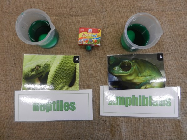 Hop Into Acton with the Reptile vs. Amphibian Skin Test – Using Hard ...