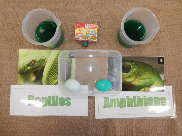 Hop Into Acton with the Reptile vs. Amphibian Skin Test – Using Hard ...