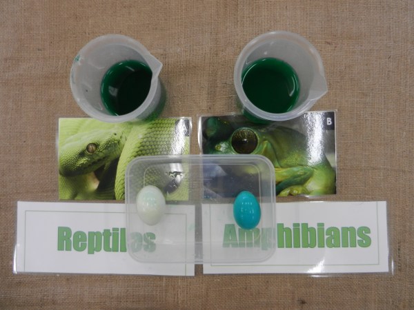 Hop Into Acton with the Reptile vs. Amphibian Skin Test – Using Hard ...