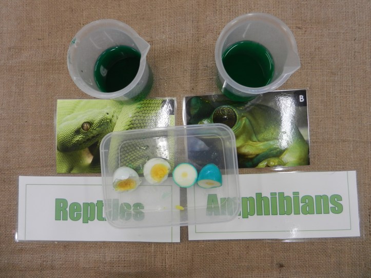 Hop Into Acton with the Reptile vs. Amphibian Skin Test – Using Hard ...