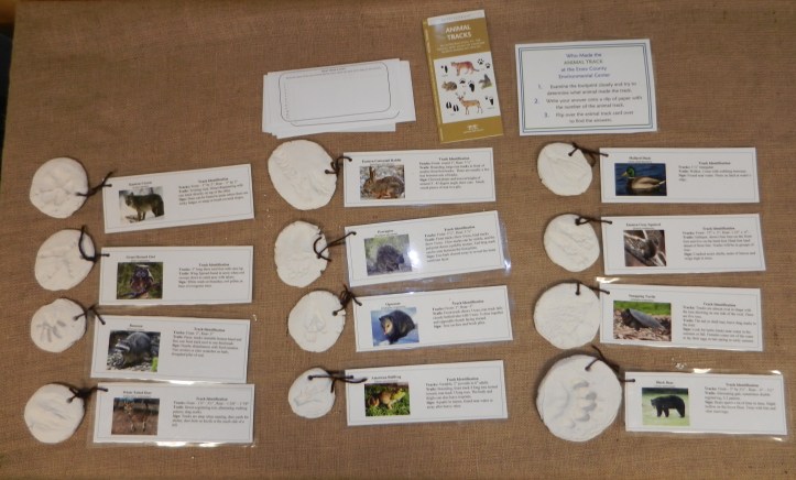 Tracking with Kids – Uncover and Discover – Nature Into Action