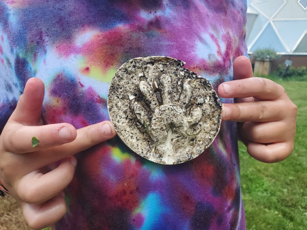 Making Plaster Animal Tracks – Set it and Forget it. – Nature Into Action