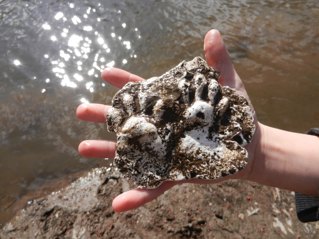 Making Plaster Animal Tracks – Set it and Forget it. – Nature Into Action