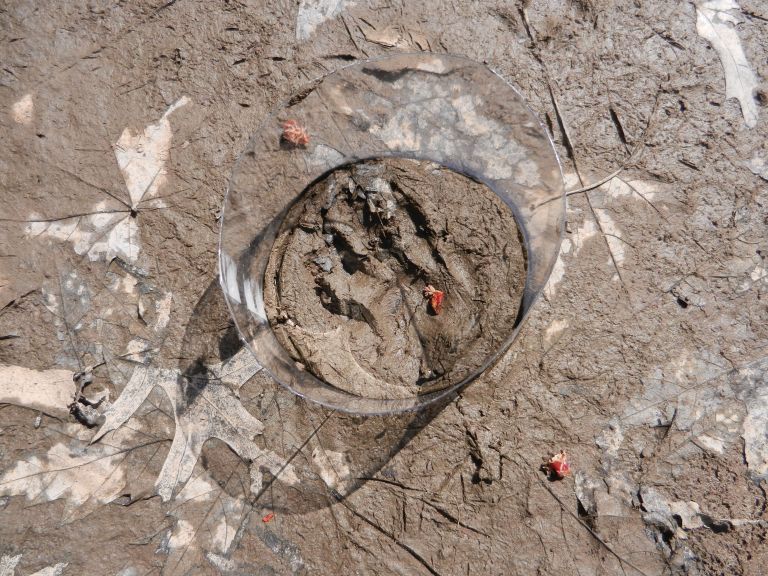 Making Plaster Animal Tracks – Set it and Forget it. – Nature Into Action