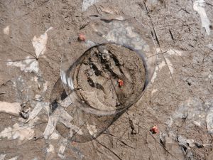 Making Plaster Animal Tracks – Set it and Forget it. – Nature Into Action