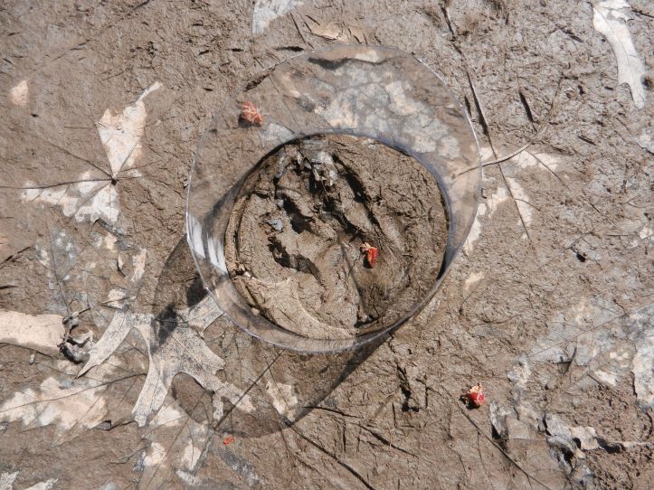 Making Plaster Animal Tracks – Set it and Forget it. – Nature Into Action