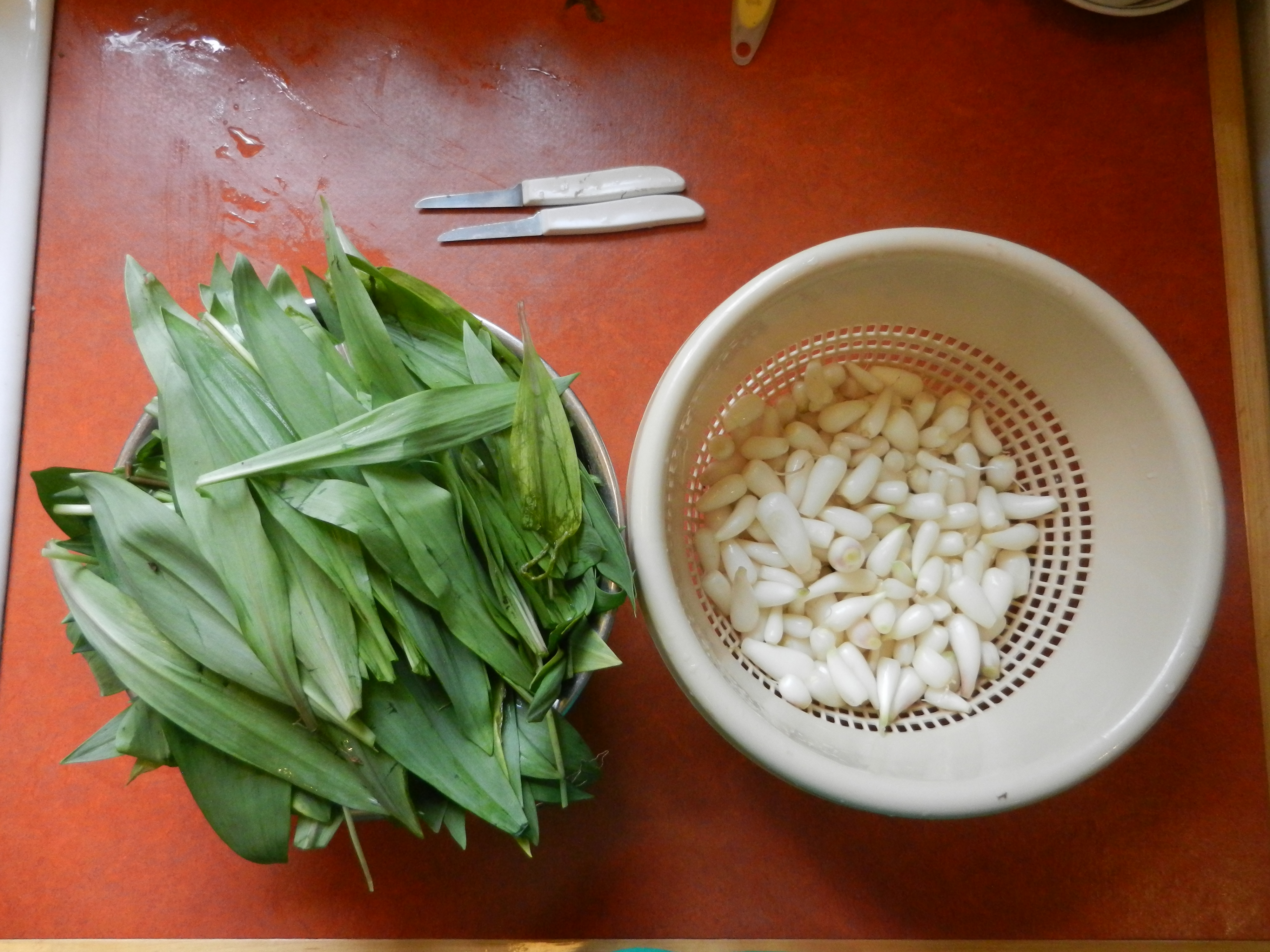 Collecting & Pickling Wild Leeks – Nature Into Action