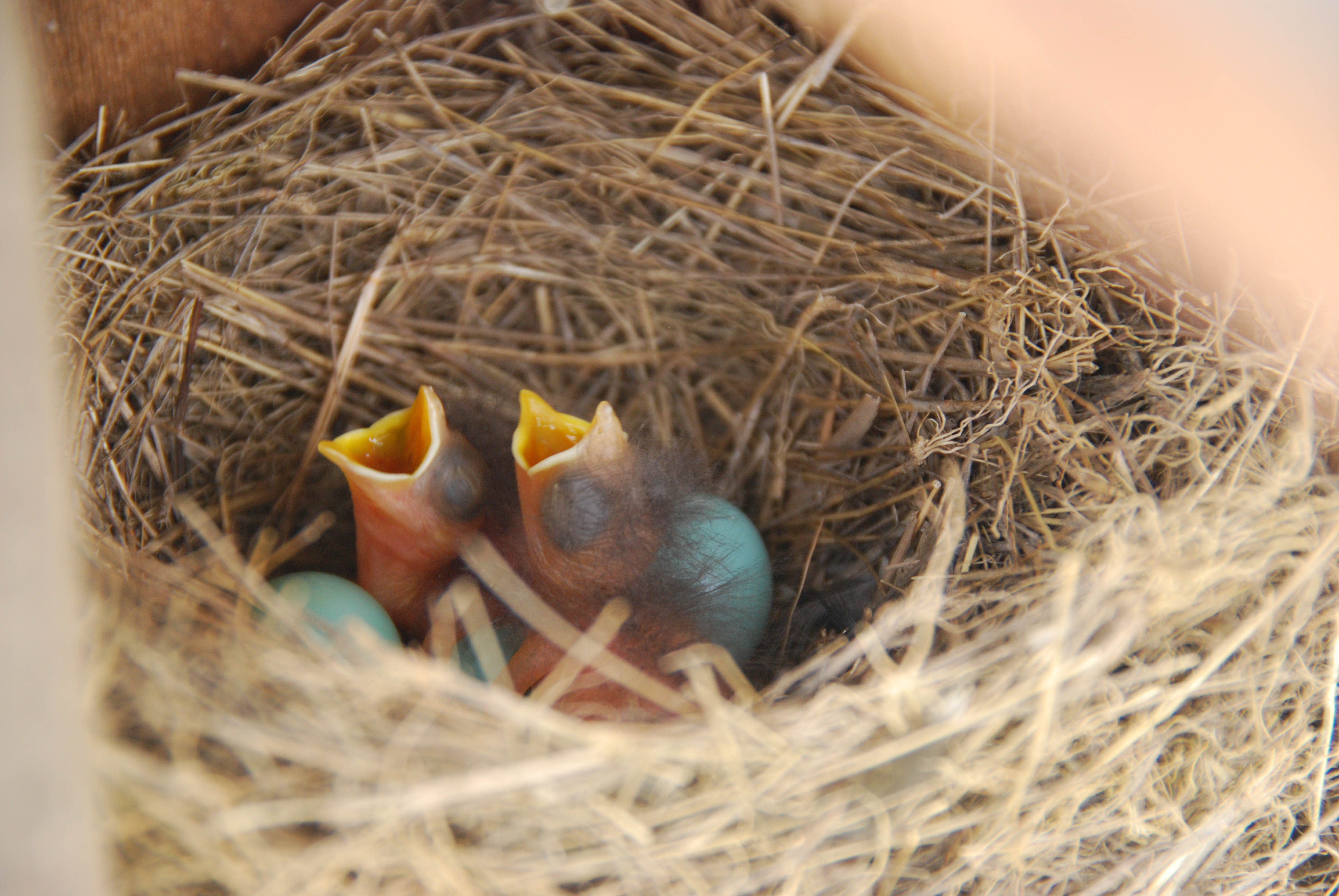 Citizen Science & Bluebird Trails – Nature Into Action