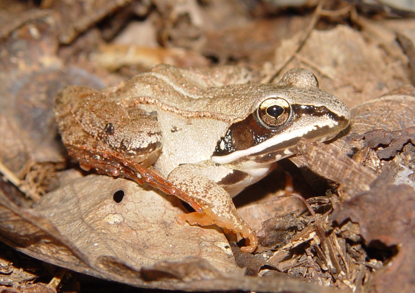 Frog Pond Science, Hop Into Action! – Nature Into Action