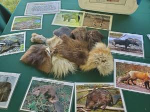Wild About Wildlife – Inquiry Games – Nature Into Action
