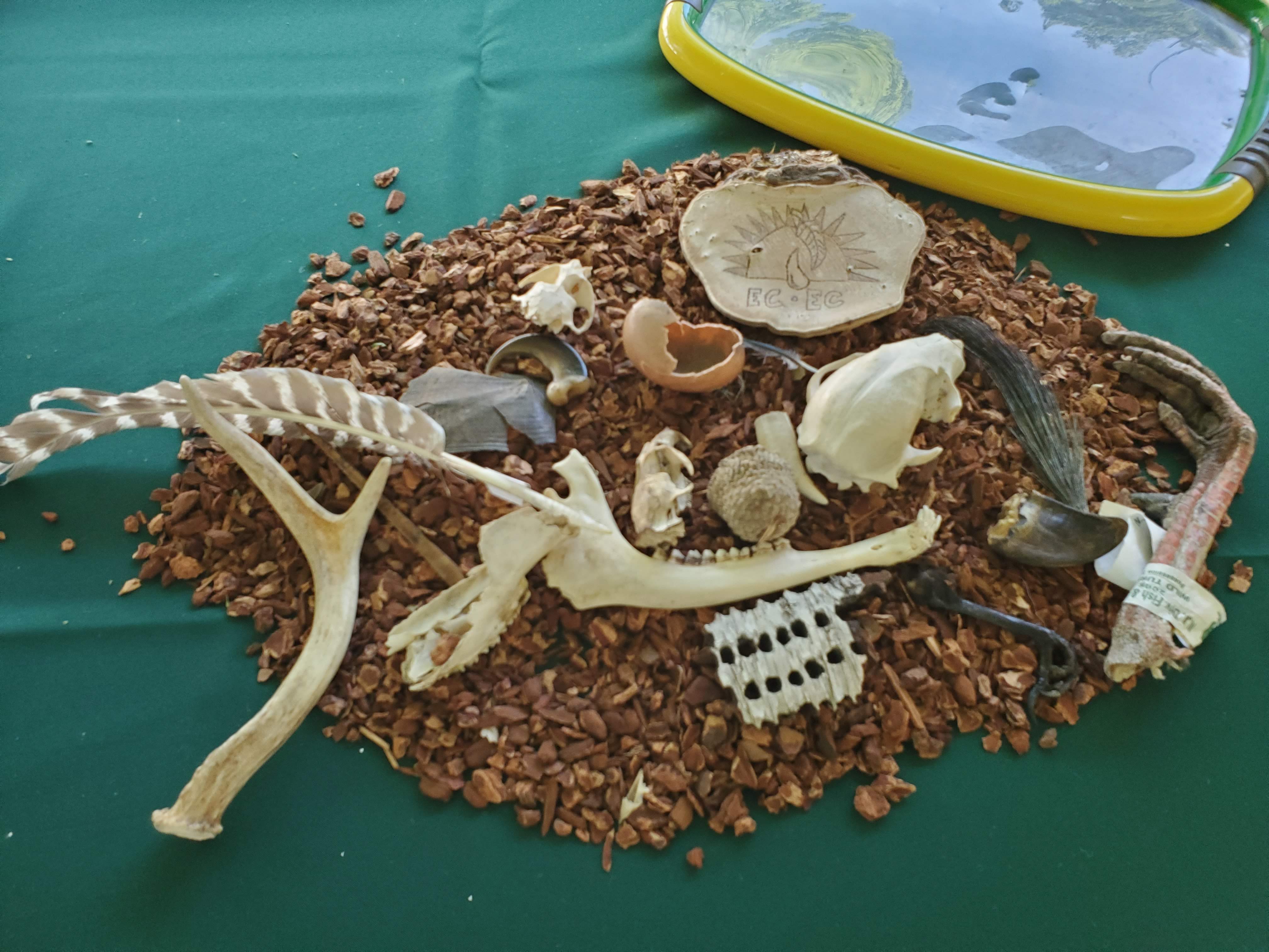 Wild About Wildlife – Inquiry Games – Nature Into Action