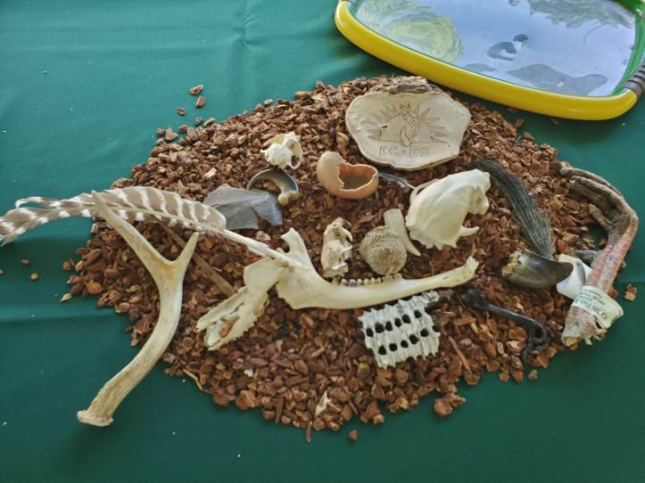 Wild About Wildlife – Inquiry Games – Nature Into Action