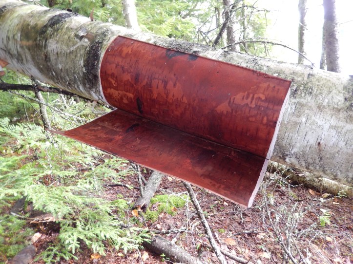Making Nature Bark Journals – Nature Into Action