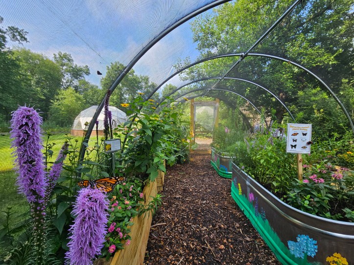 Butterfly Tent Safari 2023 – Nature Into Action