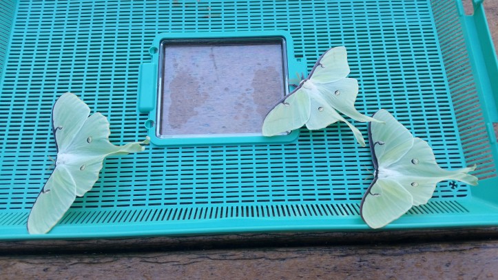 Raising Luna Moths Nature Into Action