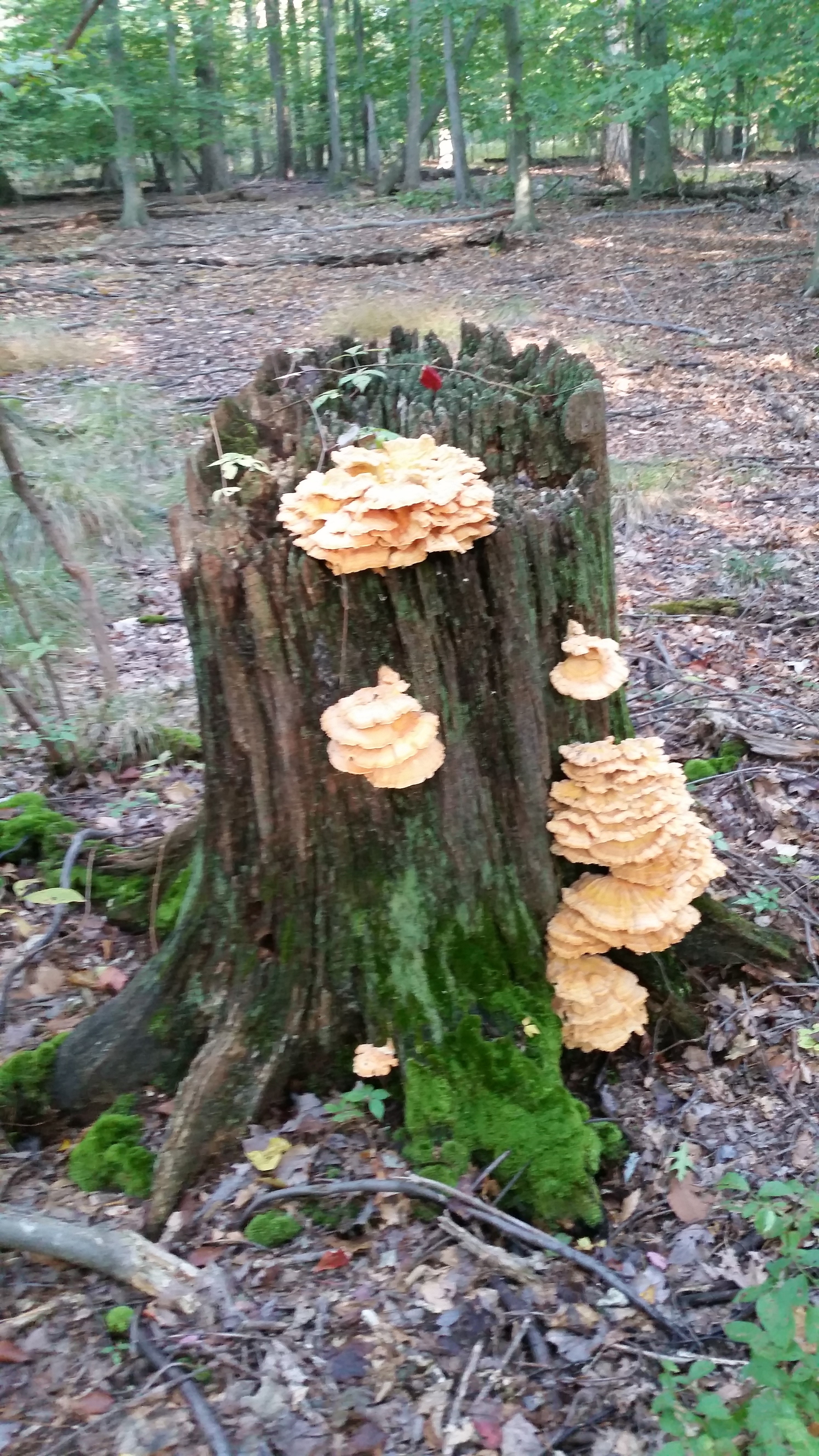 Autumn Mushroom Foraging & Cooking – Nature Into Action