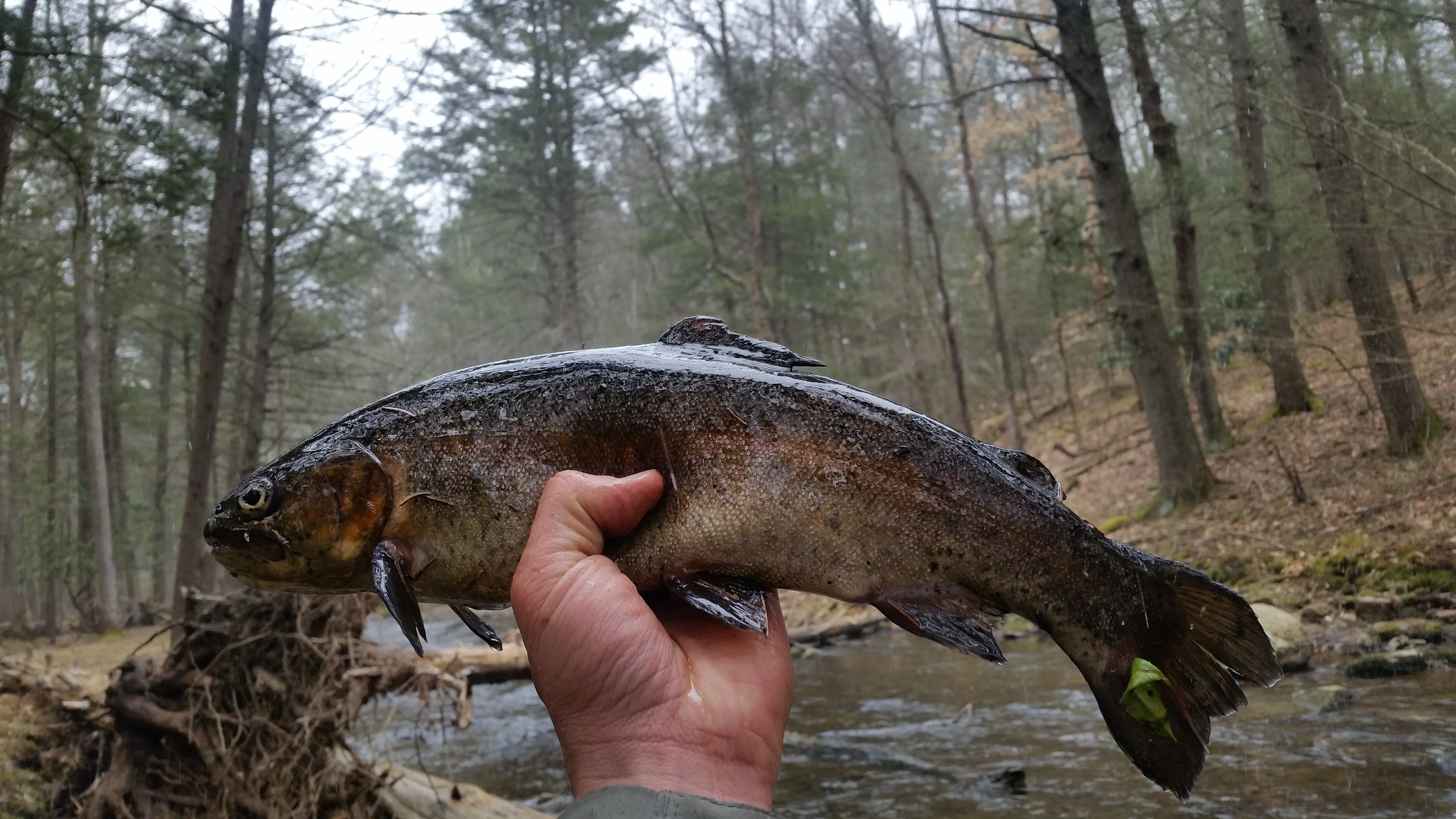 Spring Trout & Wild Edible Outing – Nature Into Action