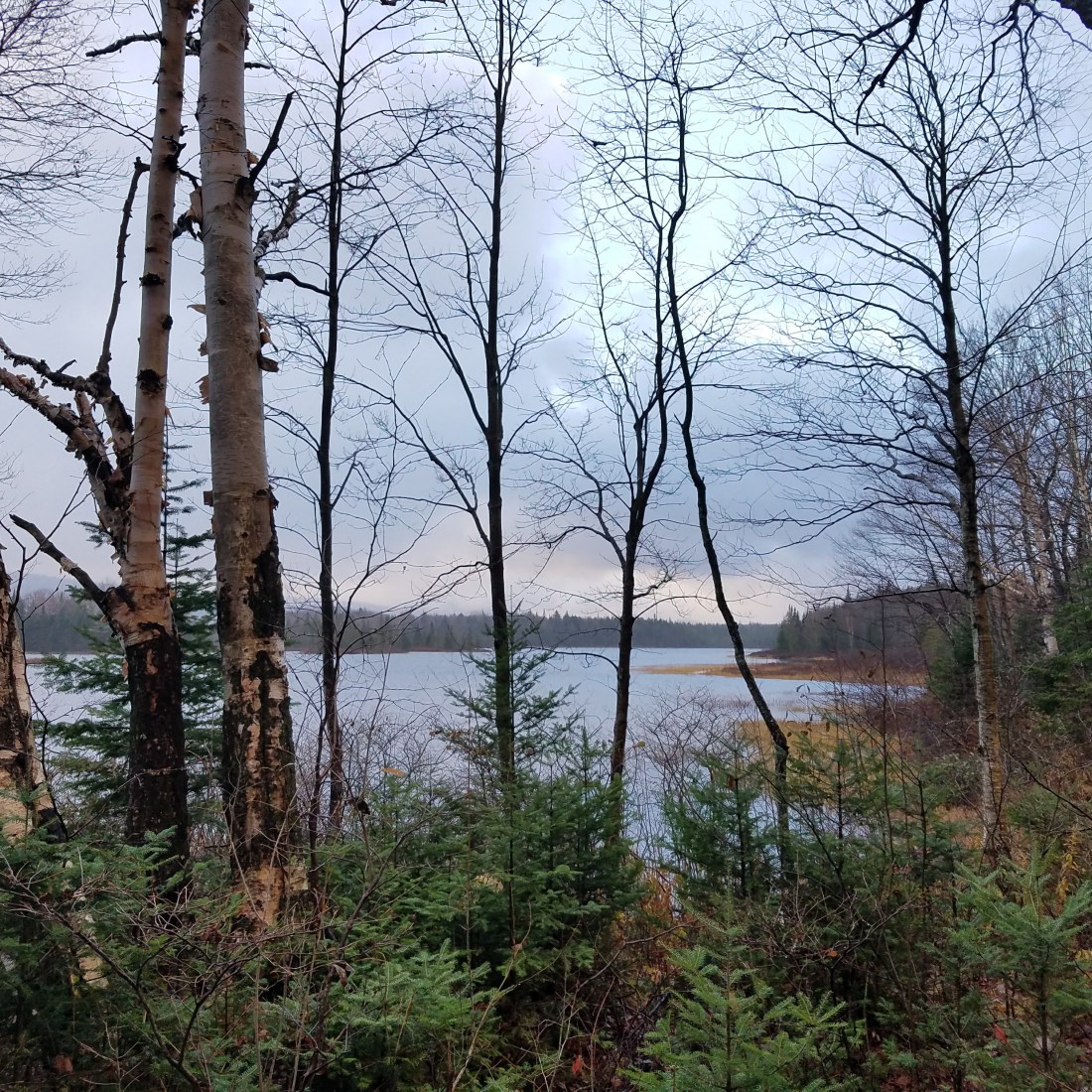 Adirondacks – Cedar River Flow – Nature Into Action