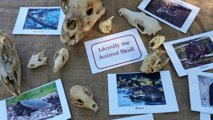 Forest Skull Study – Test your Wildlife Wisdom – Nature Into Action