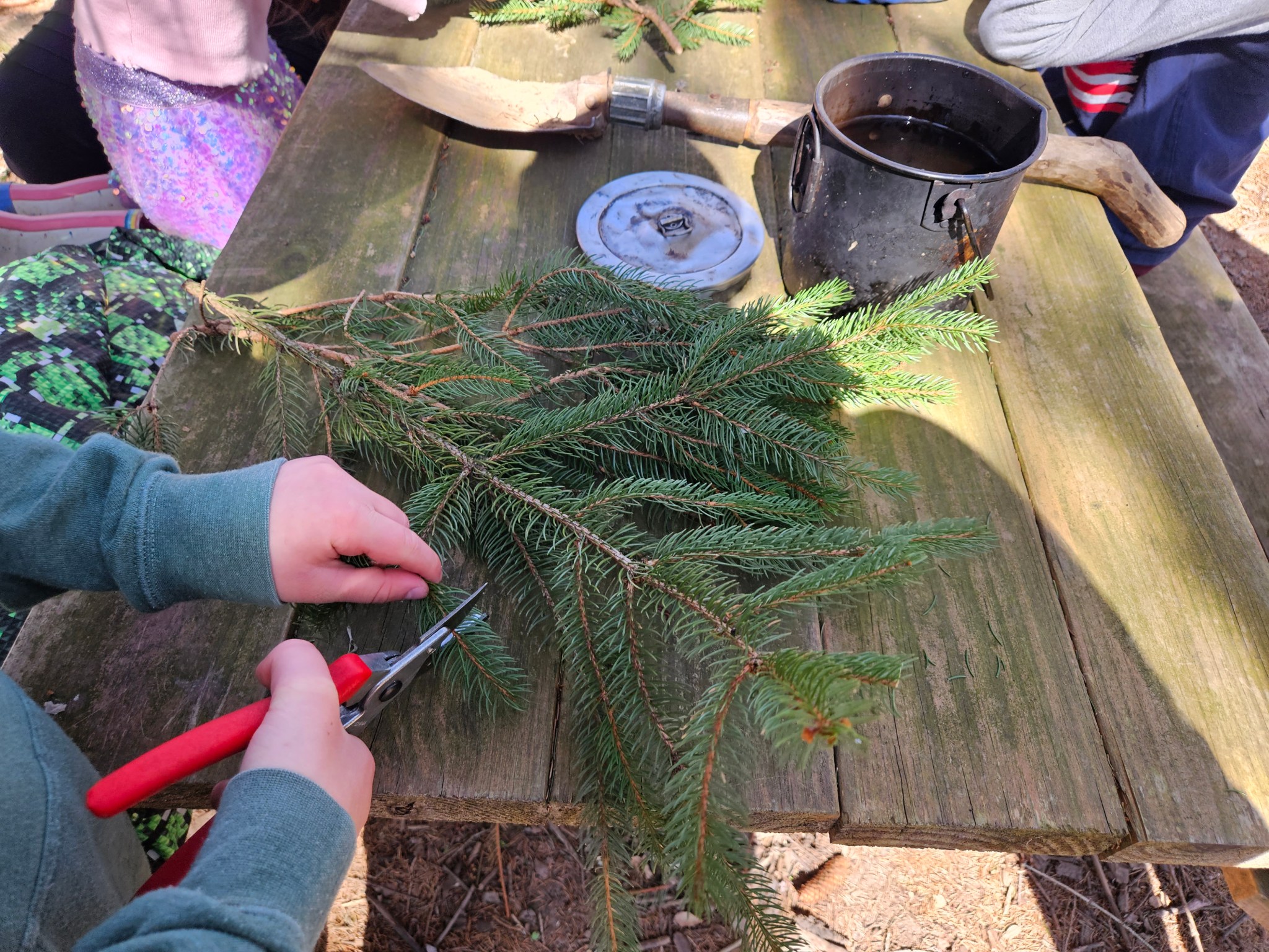 Gifts of the Spruce: Five Steps to Make Conifer Pitch Glue with Kids ...