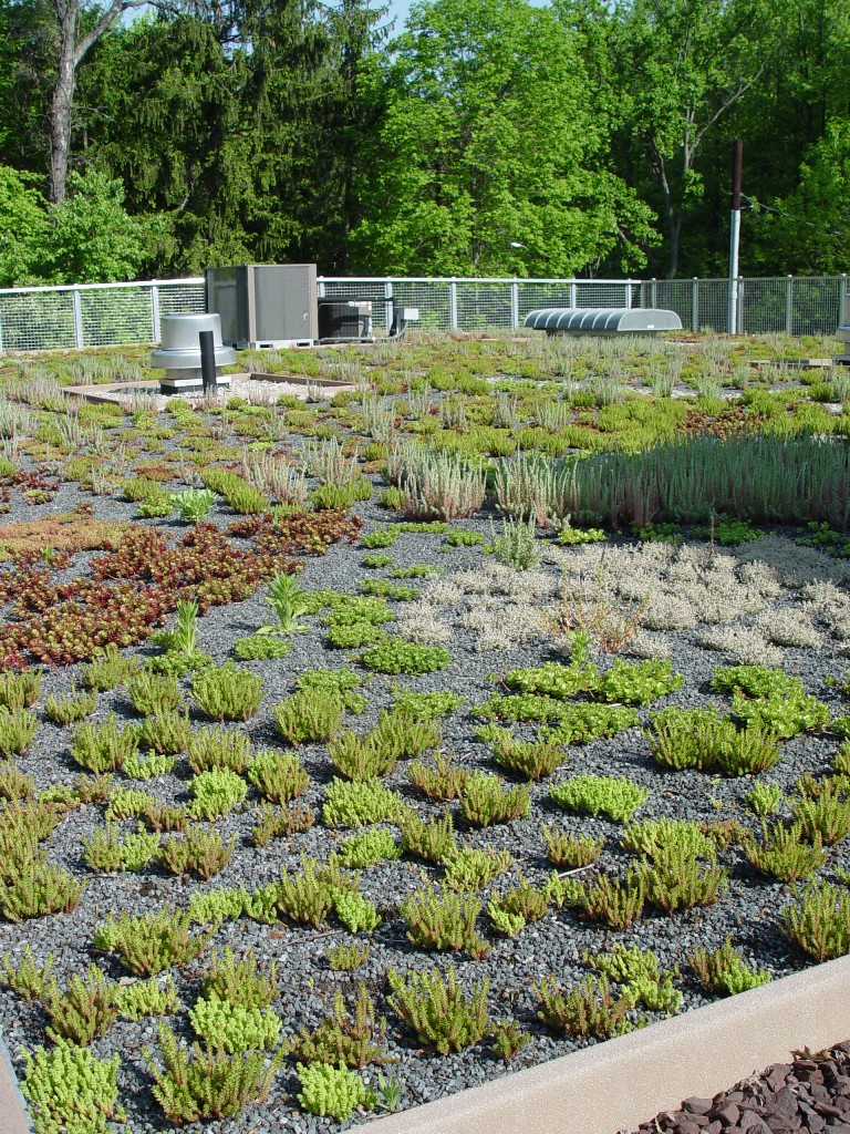 Green Roofs and Sedum – Nature Into Action