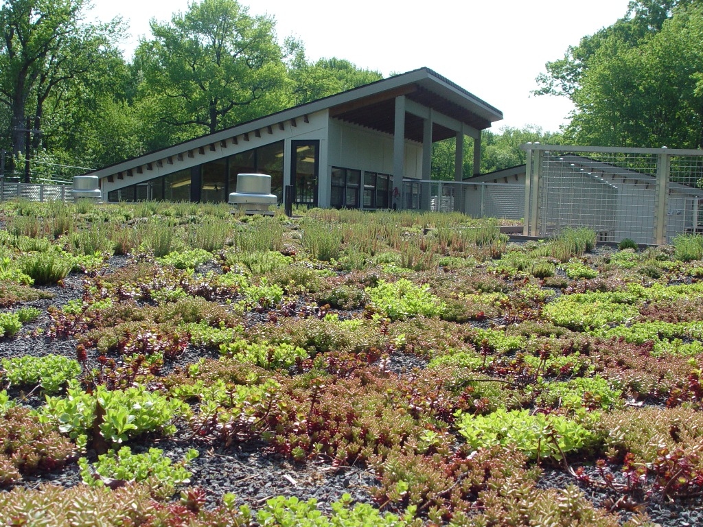 Green Roofs and Sedum – Nature Into Action