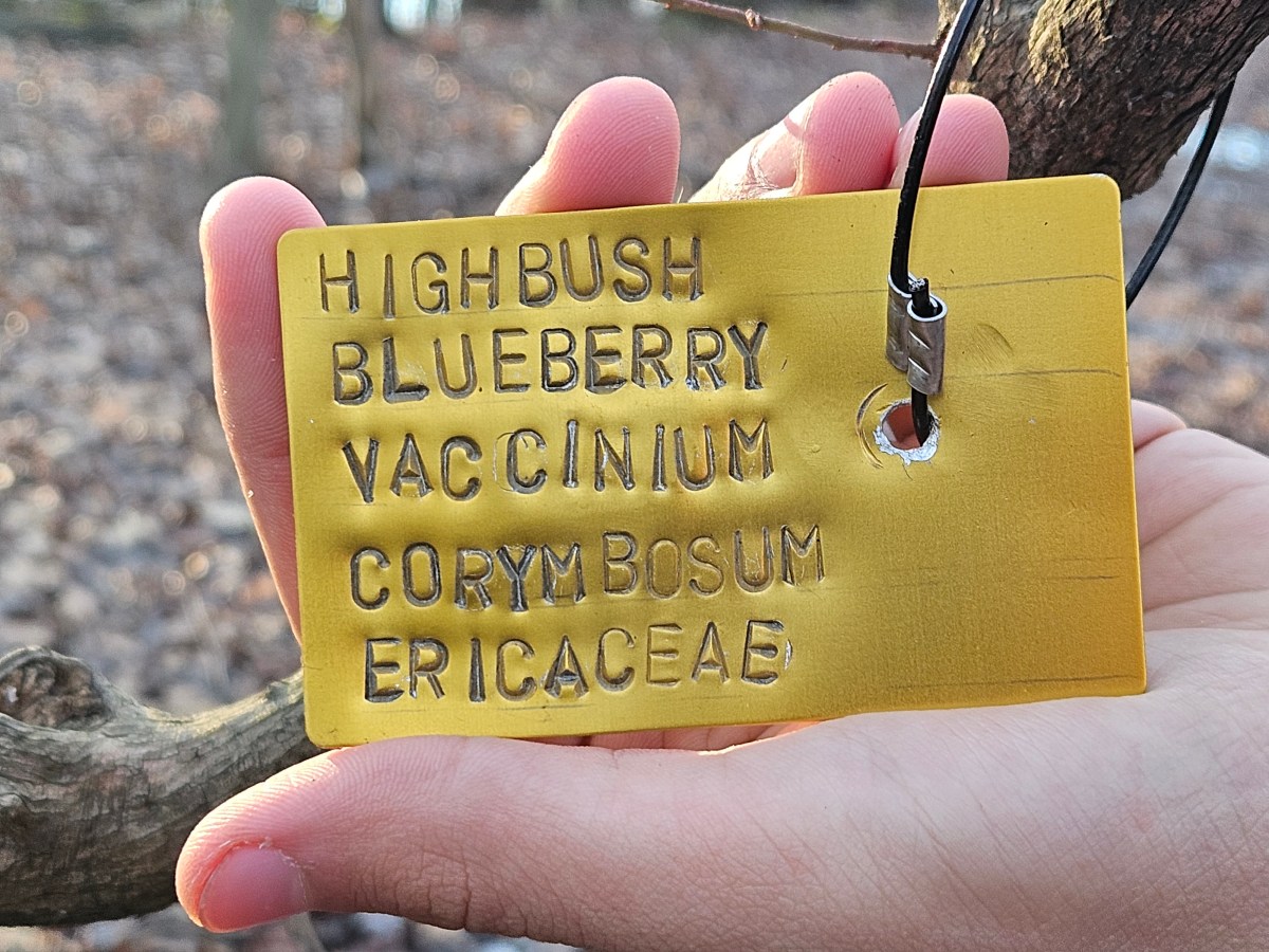 Tree Identification & Tagging – Eagle Scout Project – Nature Into Action