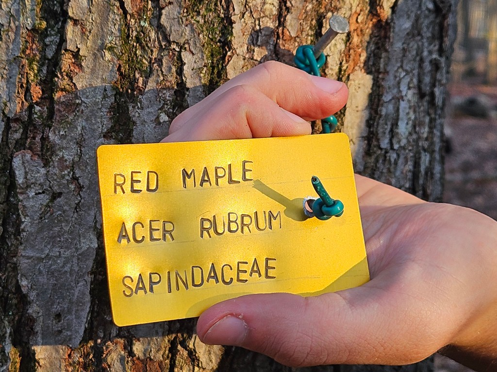Tree Identification & Tagging – Eagle Scout Project – Nature Into Action