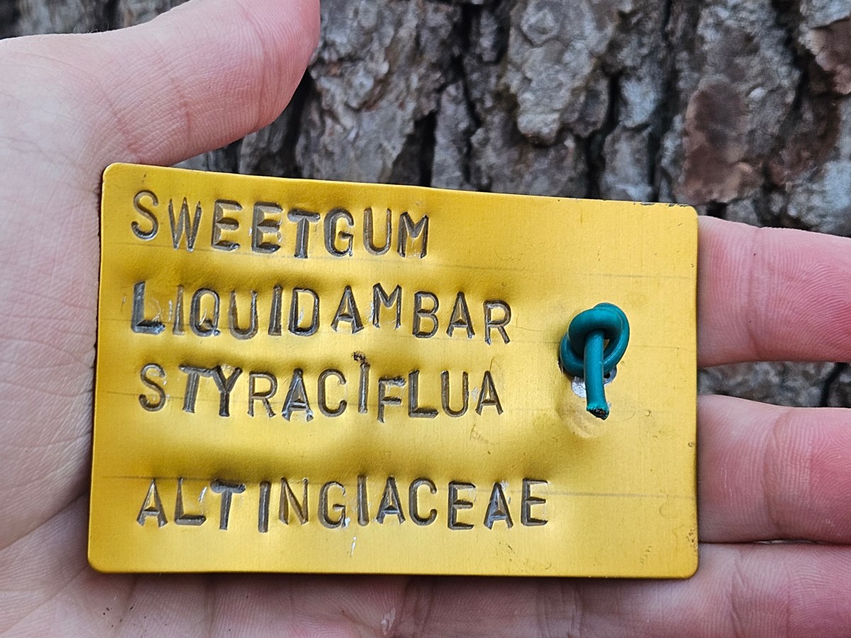 Tree Identification & Tagging – Eagle Scout Project – Nature Into Action